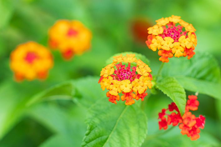 モイゼルト軟膏 / Moizerto ointment 製品情報 | 大塚製薬 医療関係者向け情報サイト