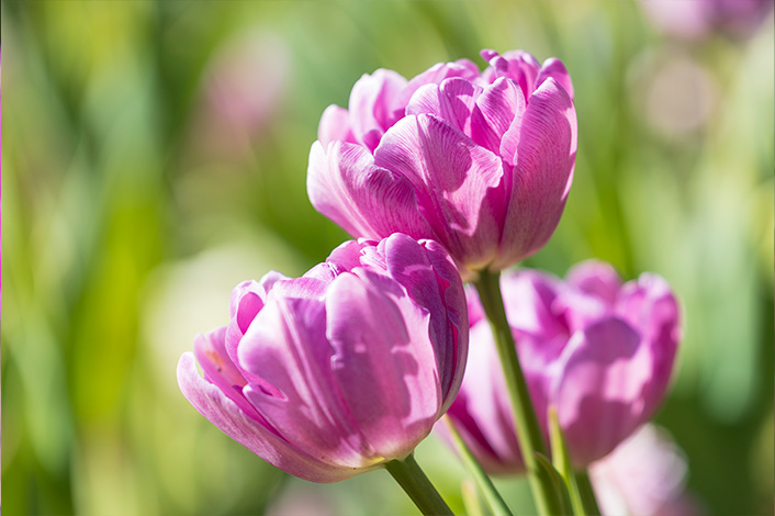 モイゼルト軟膏 / Moizerto ointment 製品情報 | 大塚製薬 医療関係者向け情報サイト