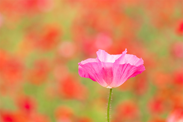 モイゼルト軟膏 / Moizerto ointment 製品情報 | 大塚製薬 医療関係者向け情報サイト
