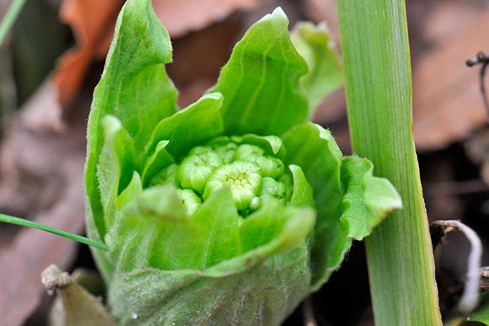 モイゼルト軟膏0.3％、1％ | 大塚製薬 医療関係者向け情報サイト