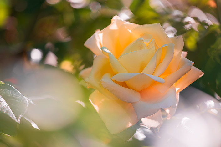 モイゼルト軟膏 / Moizerto ointment 製品情報 | 大塚製薬 医療関係者向け情報サイト